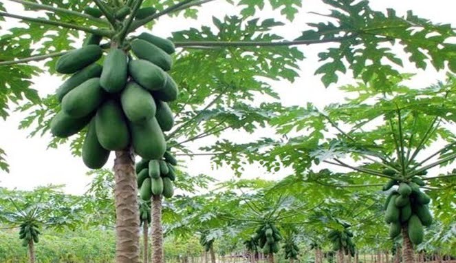 Dahsyat, Akar Pepaya Rontokkan Semua Penyakit, Sehatkan Jantung » Ibhe ...